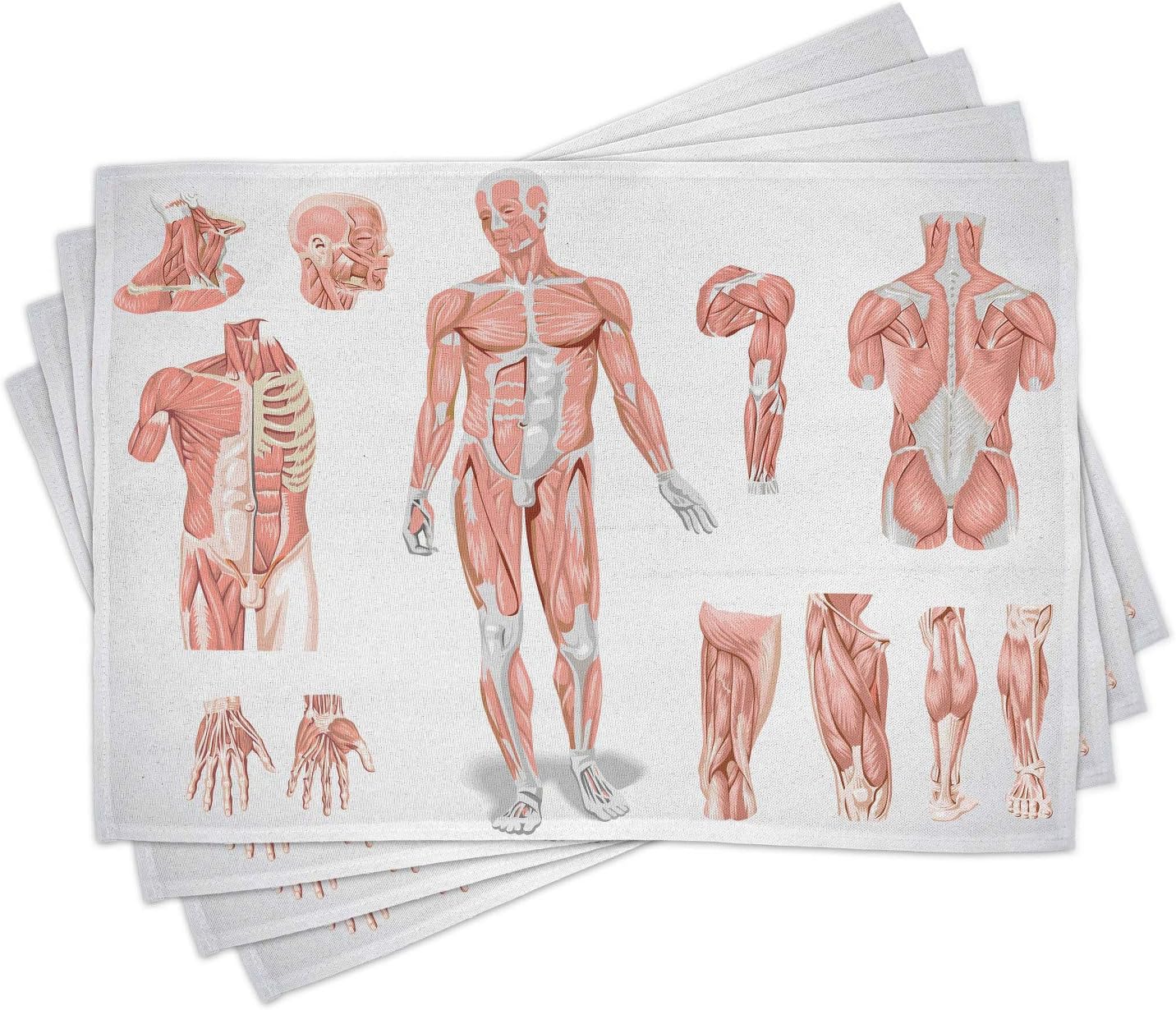 Amazon.com: Ambesonne Human Anatomy Place Mats Set of 4, Inner Muscle ...