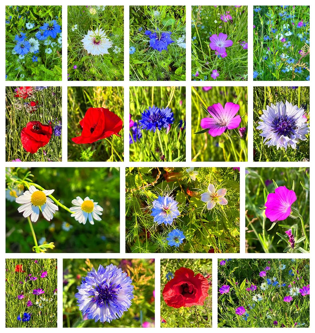 2 kg 100% Pure Wild Flower Ornamental Meadow Premium Seeds pretty wild ...