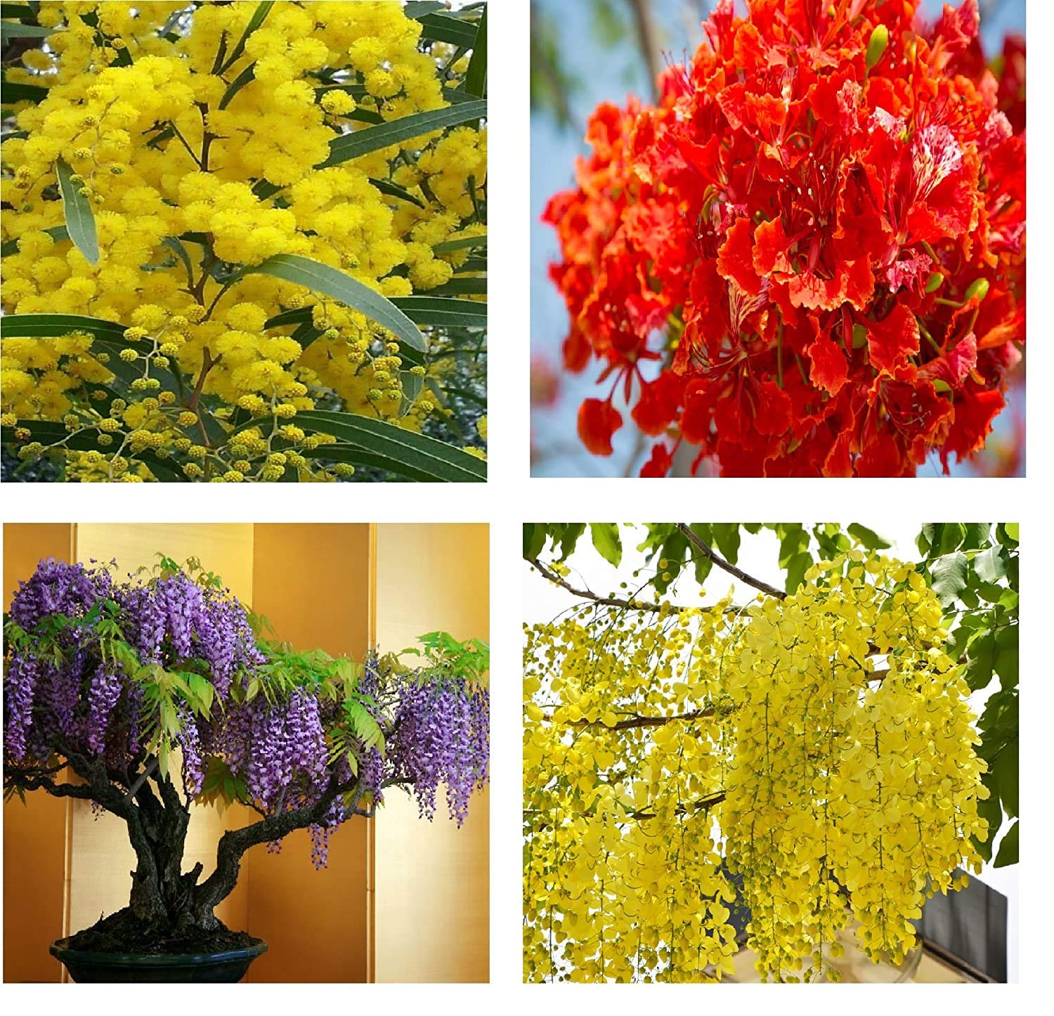 Cassia Tree Varieties Cassia Tree – Liberty Landscape Supply