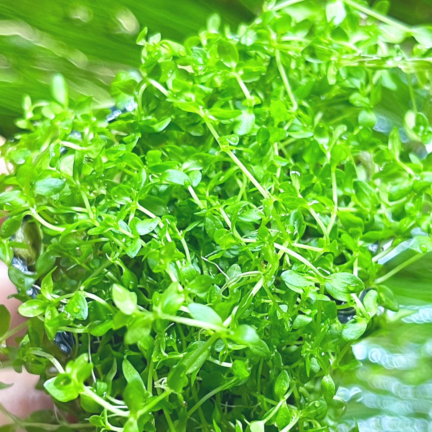 Hemianthus Micranthemoides Emersed