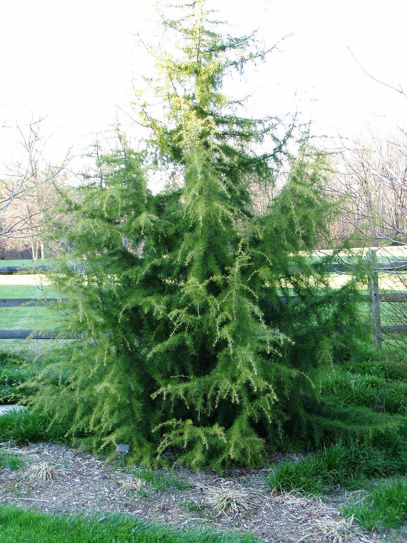 Weeping Himalayan Cedar Himalayan Cedar Tree Hi Res Stock Photography