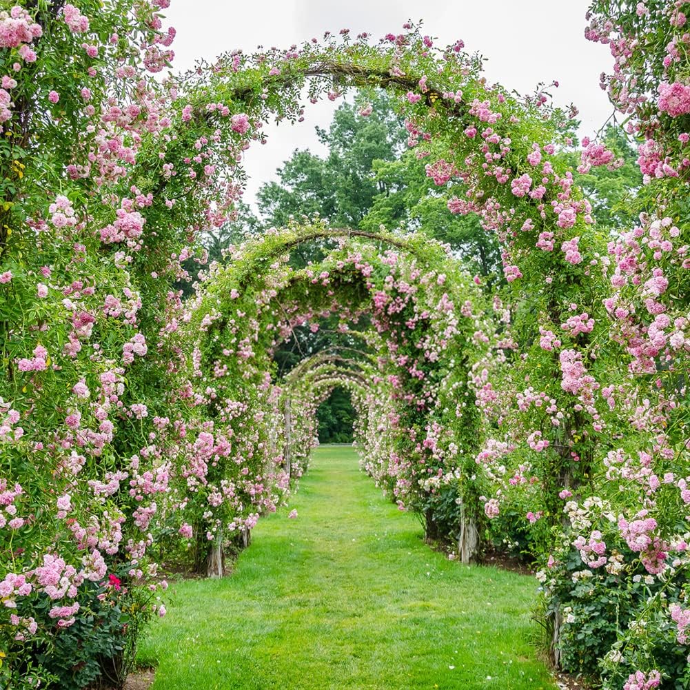Arche Pour Rosier Grimpant Jardiland – QTIRHX
