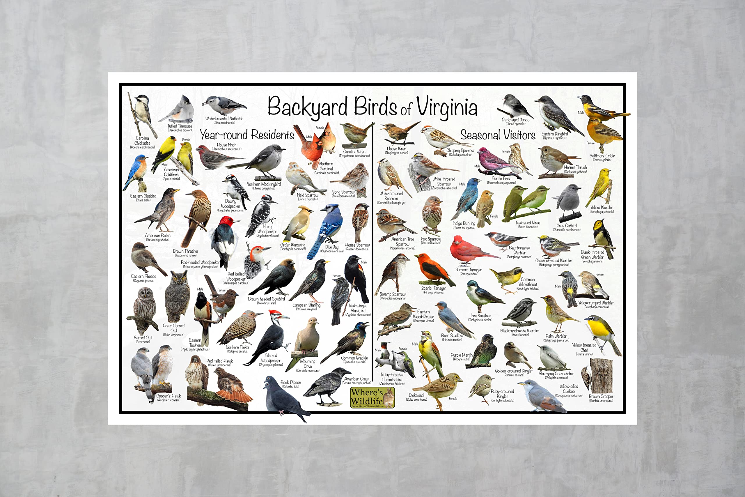Northern Virginia Backyard Birds Backyard Birds Educational Poster