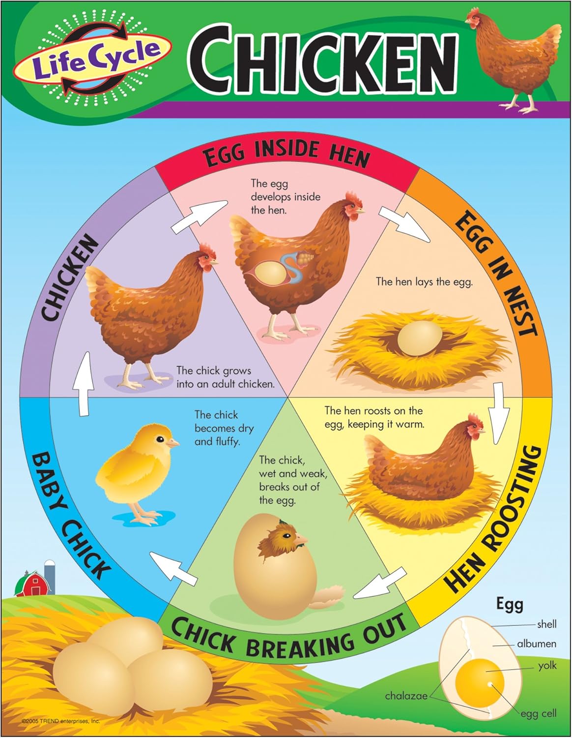 Amazon.com: TREND enterprises, Inc. Life Cycle of a Chicken Learning ...