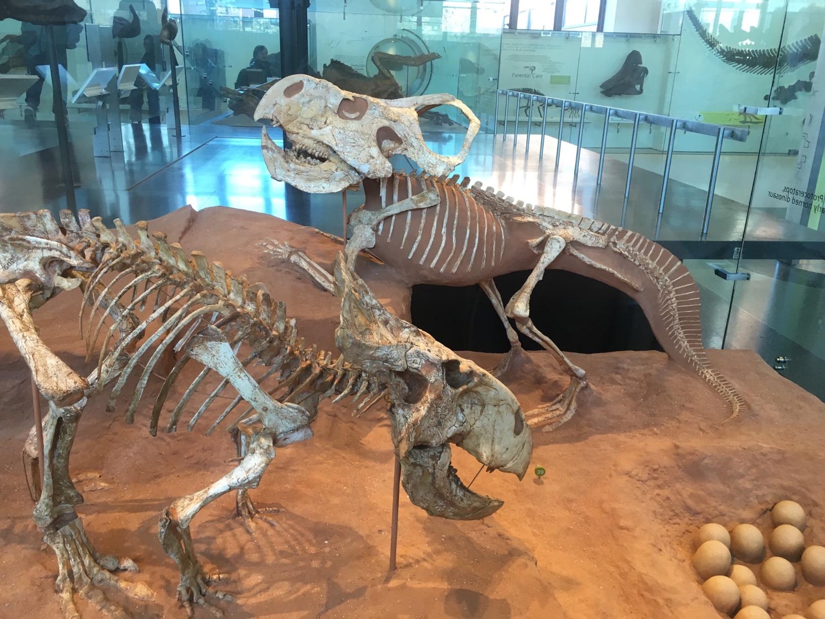 Amazon.com: Can You Tell a Triceratops from a Protoceratops? (Audible ...