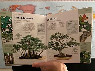 Bonsai: DK: 9781465419583: Amazon.com: Books