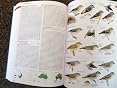 The Australian Bird Guide: Revised Edition : Menkhorst, Peter, Rogers ...