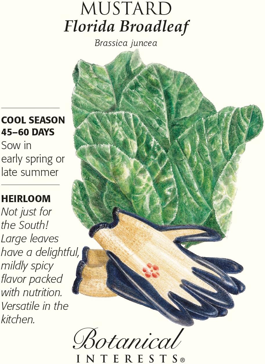 Amazon.com : Florida Broadleaf Mustard Seeds - 2 Grams - Botanical ...