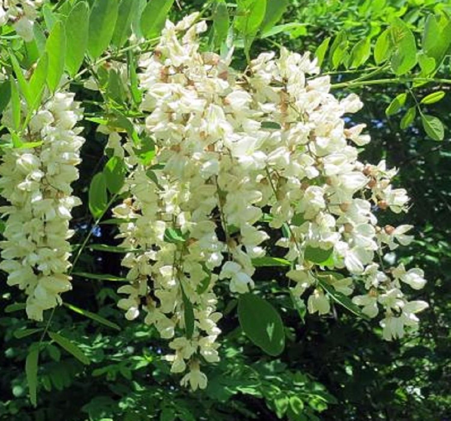 Amazon.com : Black Locust Tree Seedling Flowering Renewable firewood ...