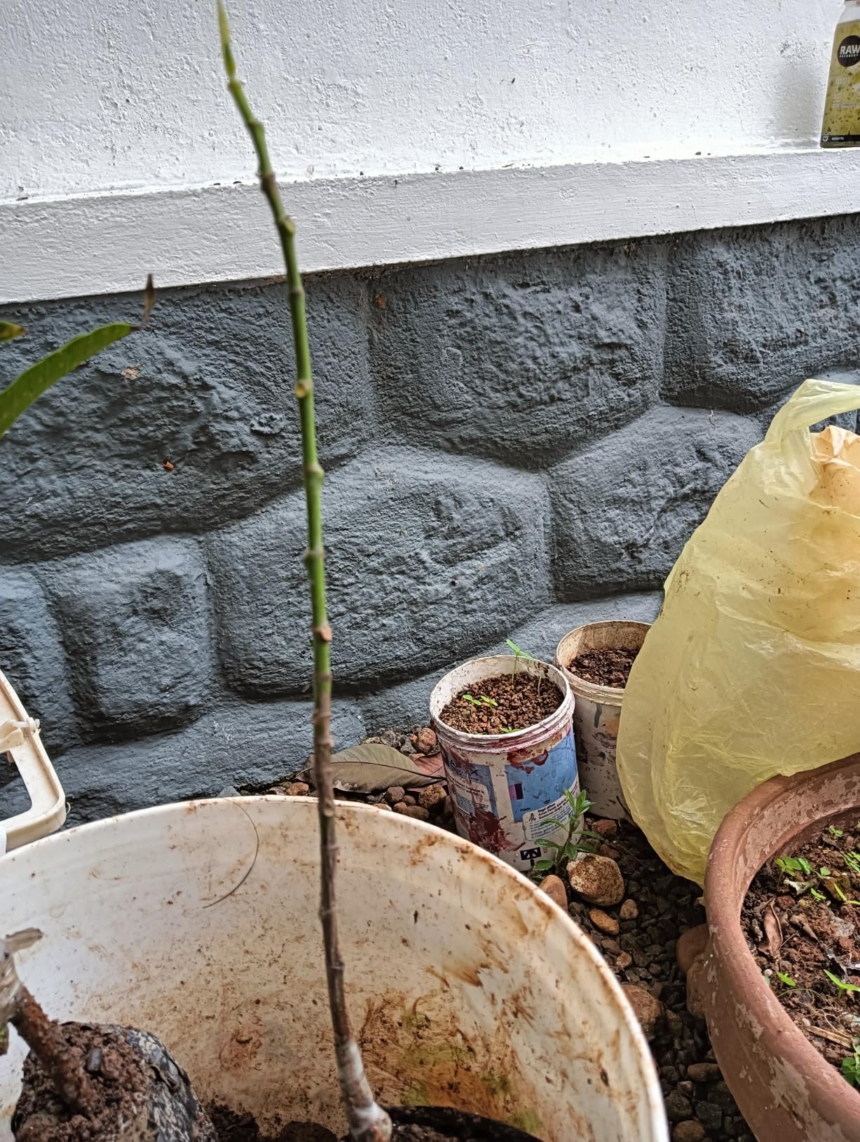 Golden Bloom 1 Live StarFruit Plant Grafted Sweet Carambola Star Fruit ...