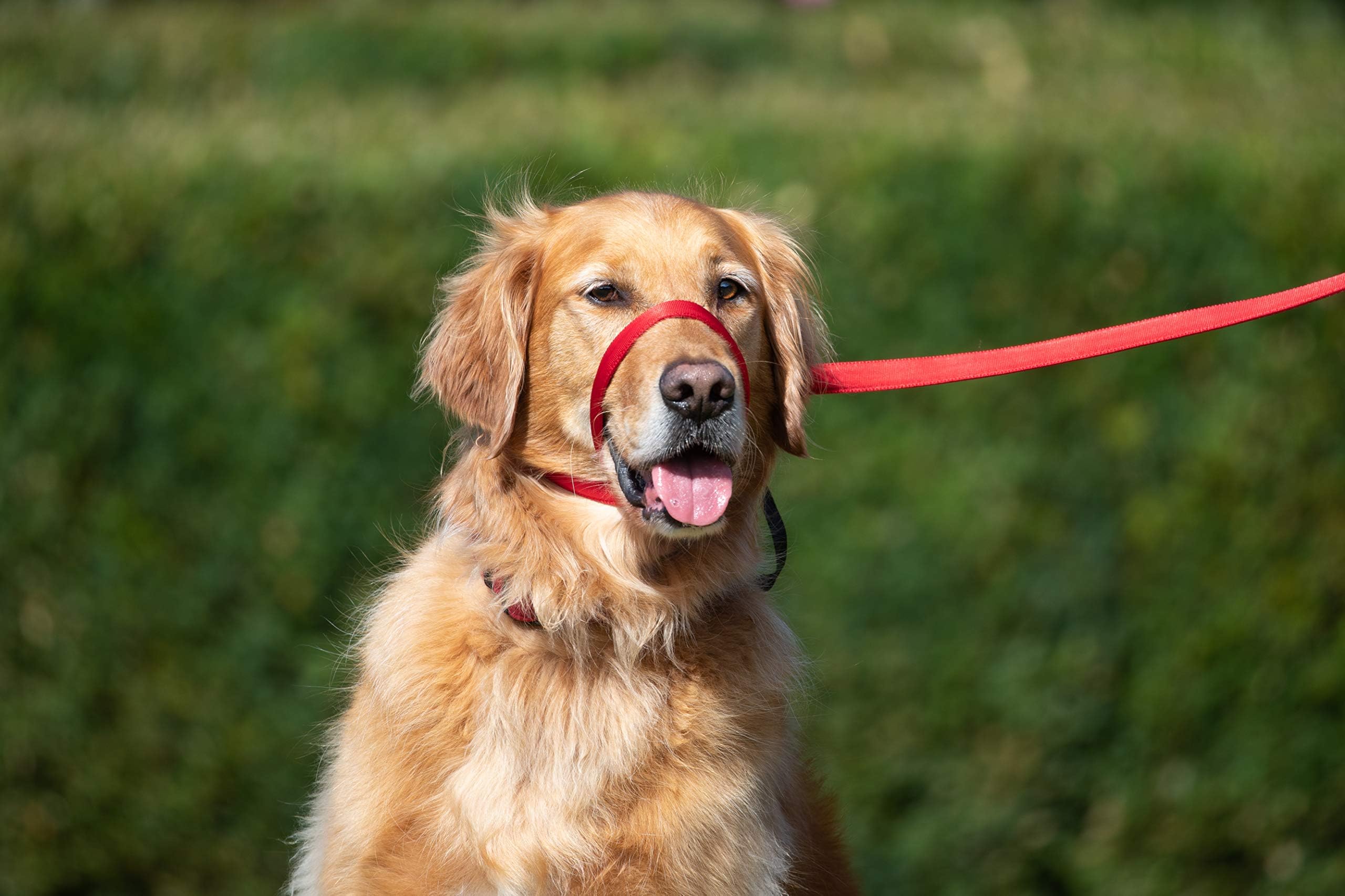 UniWalker Figure of 8 Dog Training Lead For Dogs That Pull. Soft ...