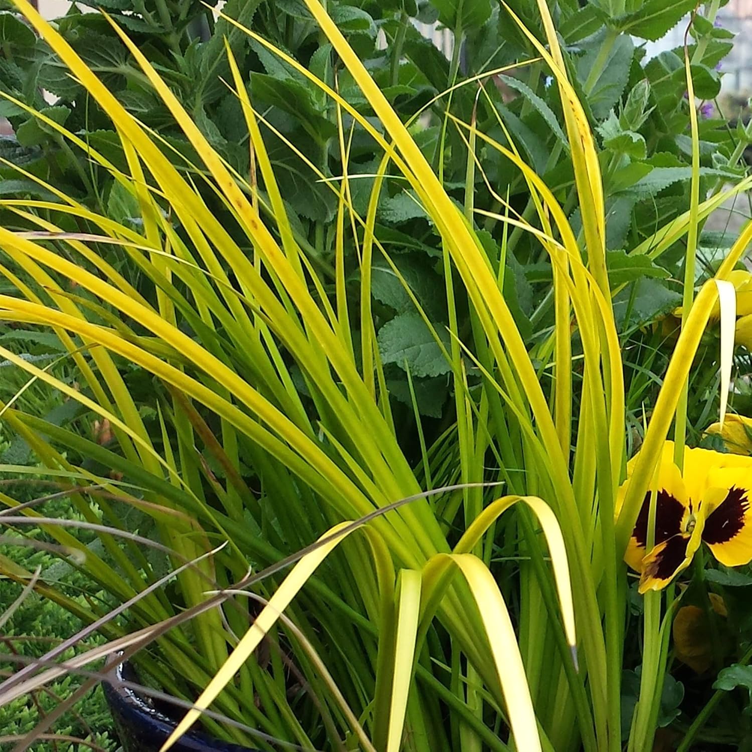 Acorus Gramineus 'Golden Delight' Ornamental Sedge Grass | 15-30cm ...