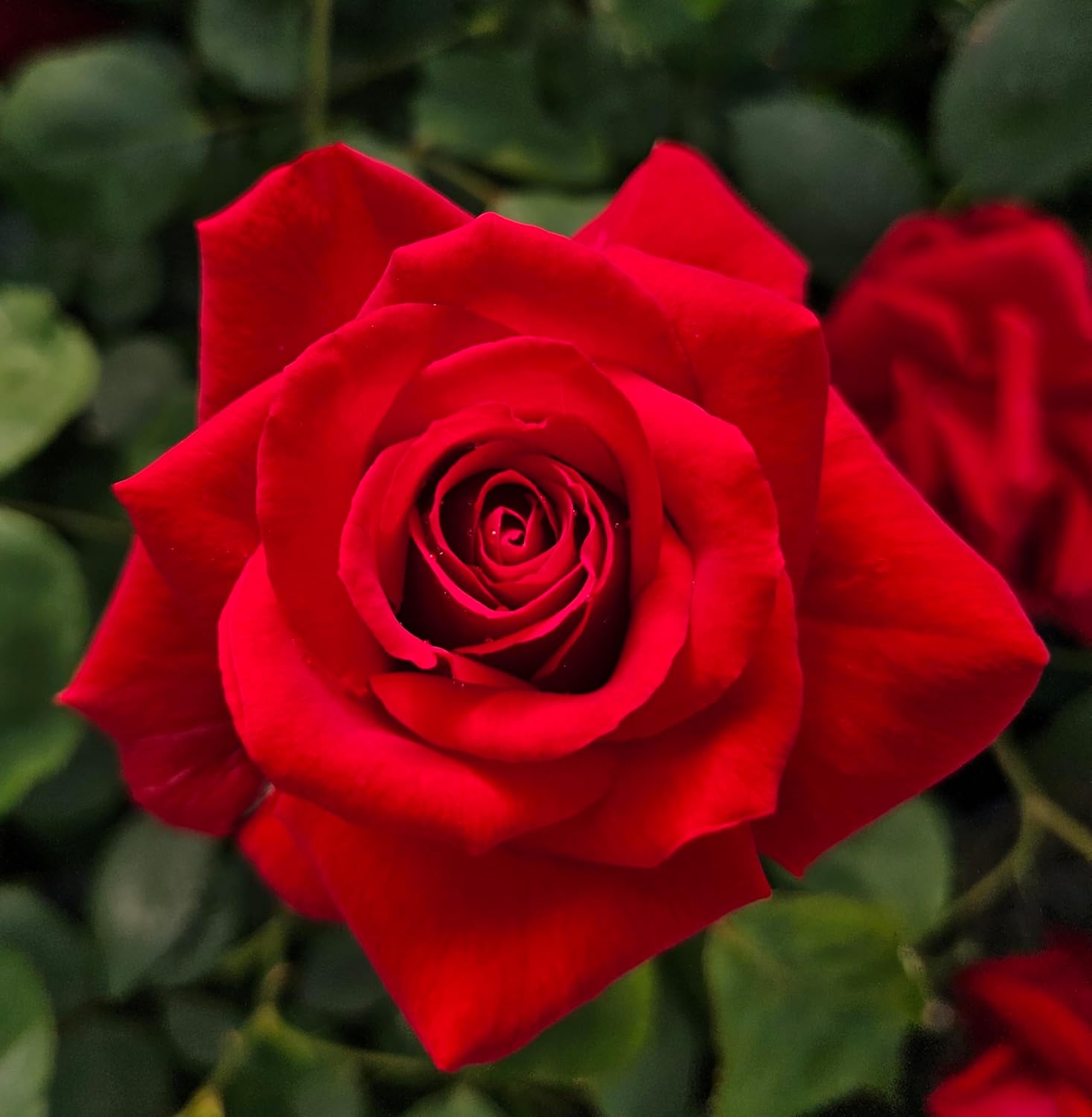 Amazon.com : Olympiad Red Rose Bush, Rose Bushes Ready to Plant, 2 ...