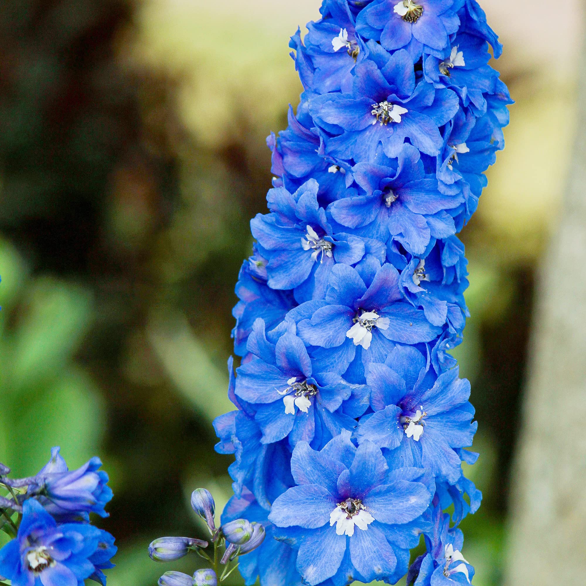 Larkspur Wildflower Leaves WILDFLOWER SEEDS Delphinium Nuttallianum