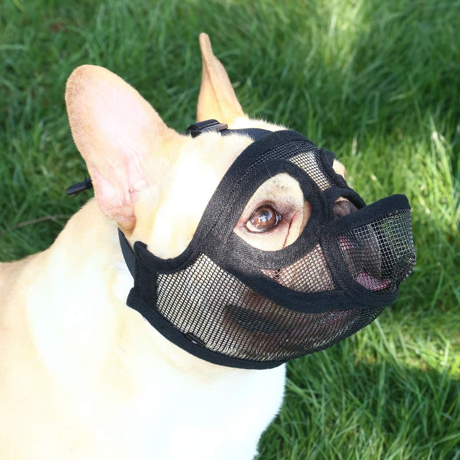 Light leather Dog Muzzle for French Bulldog "Frenchies" (FB0, Black ...