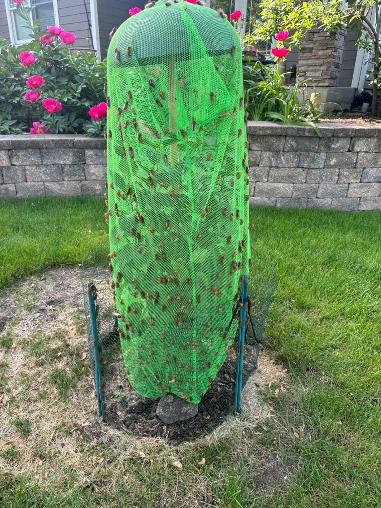 Amazon.com : Plant Netting for Garden - 3.3×4.9ft Small Fruit Trees ...