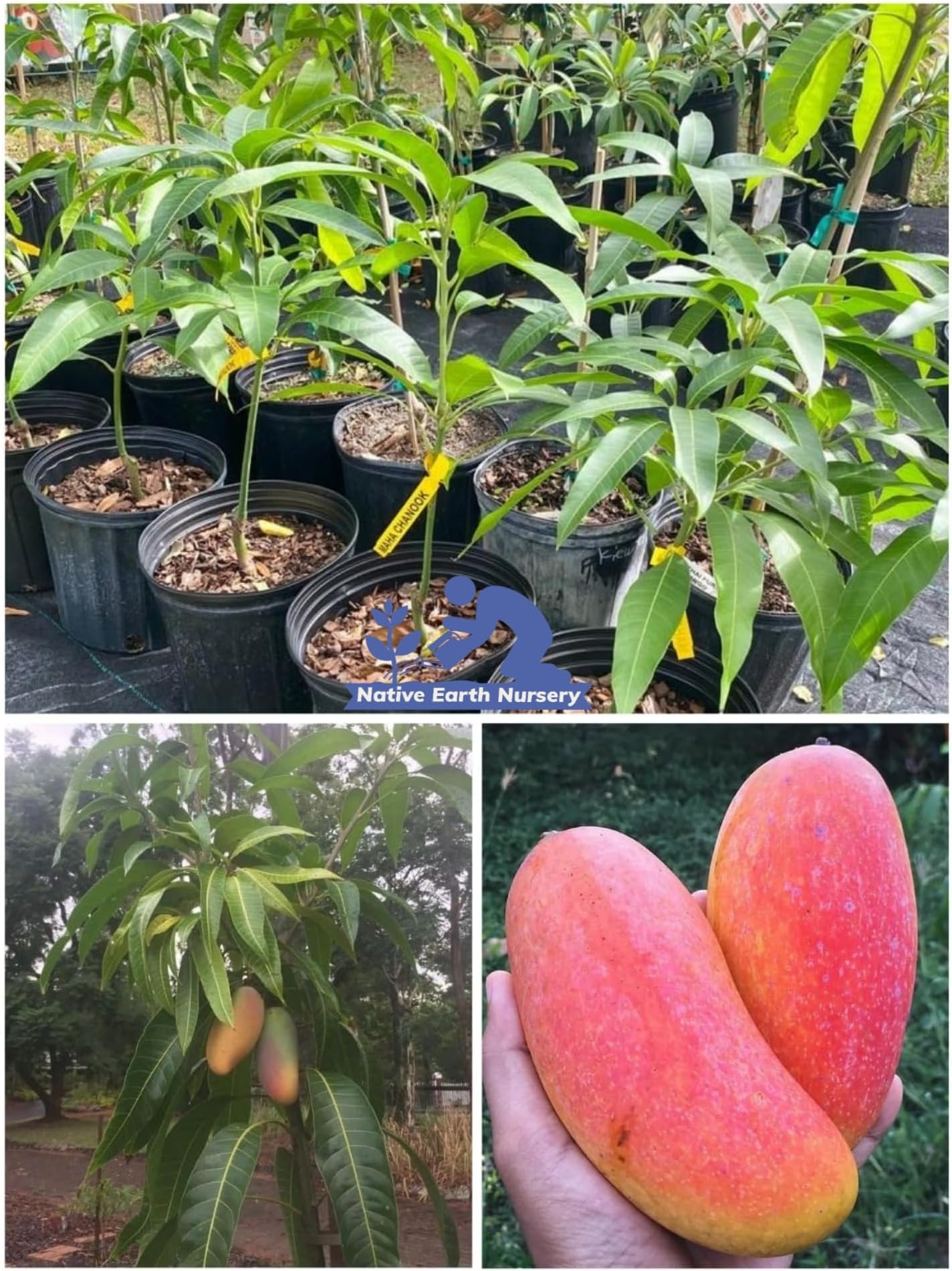 Native Earth Thai Mahachanok Mango Hybrid 1 Healthy Live Plant (Grafted ...