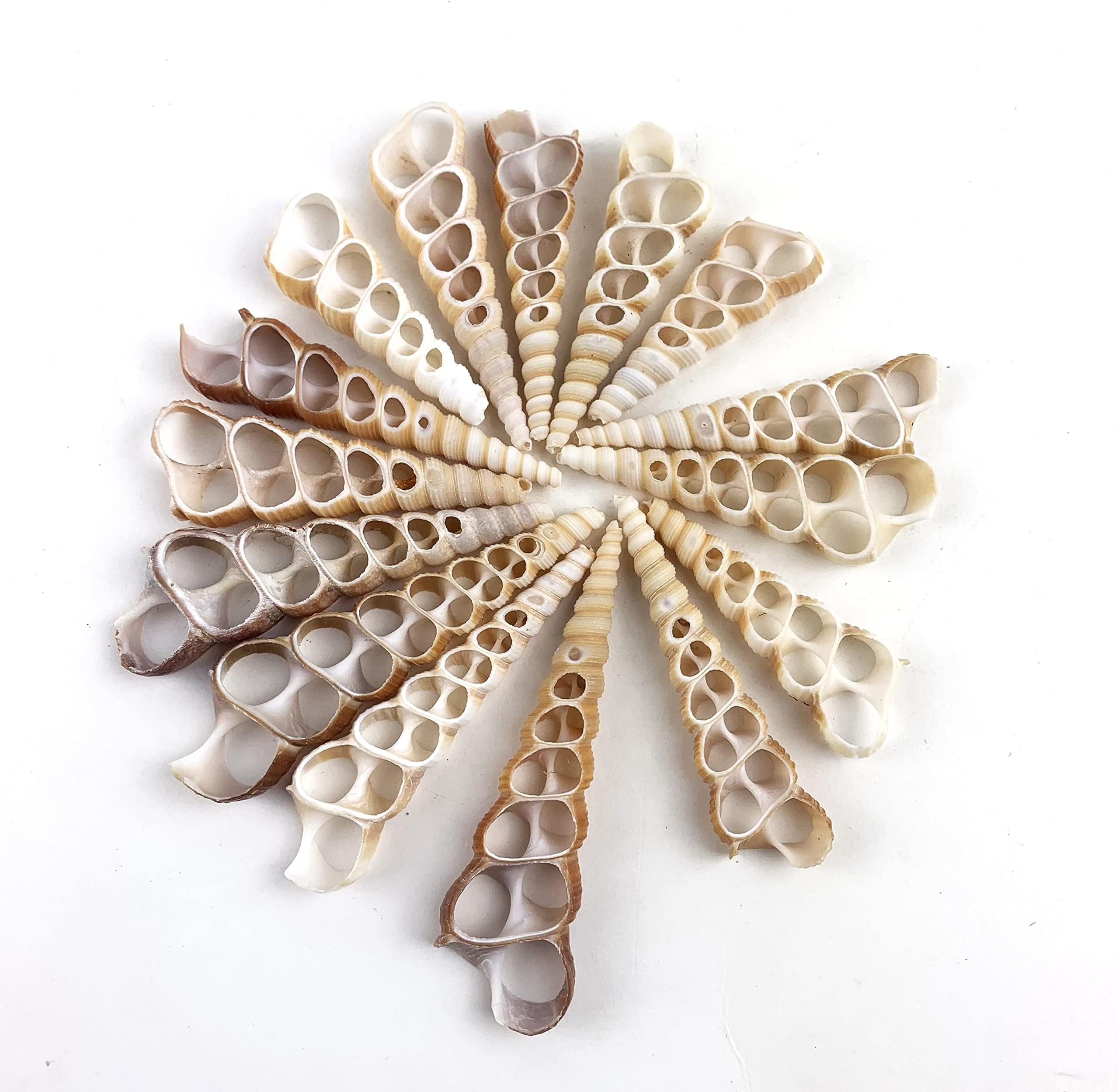 Amazon.com: Worlds Brown Turitella Terebra Shells,Terebra Turritella ...