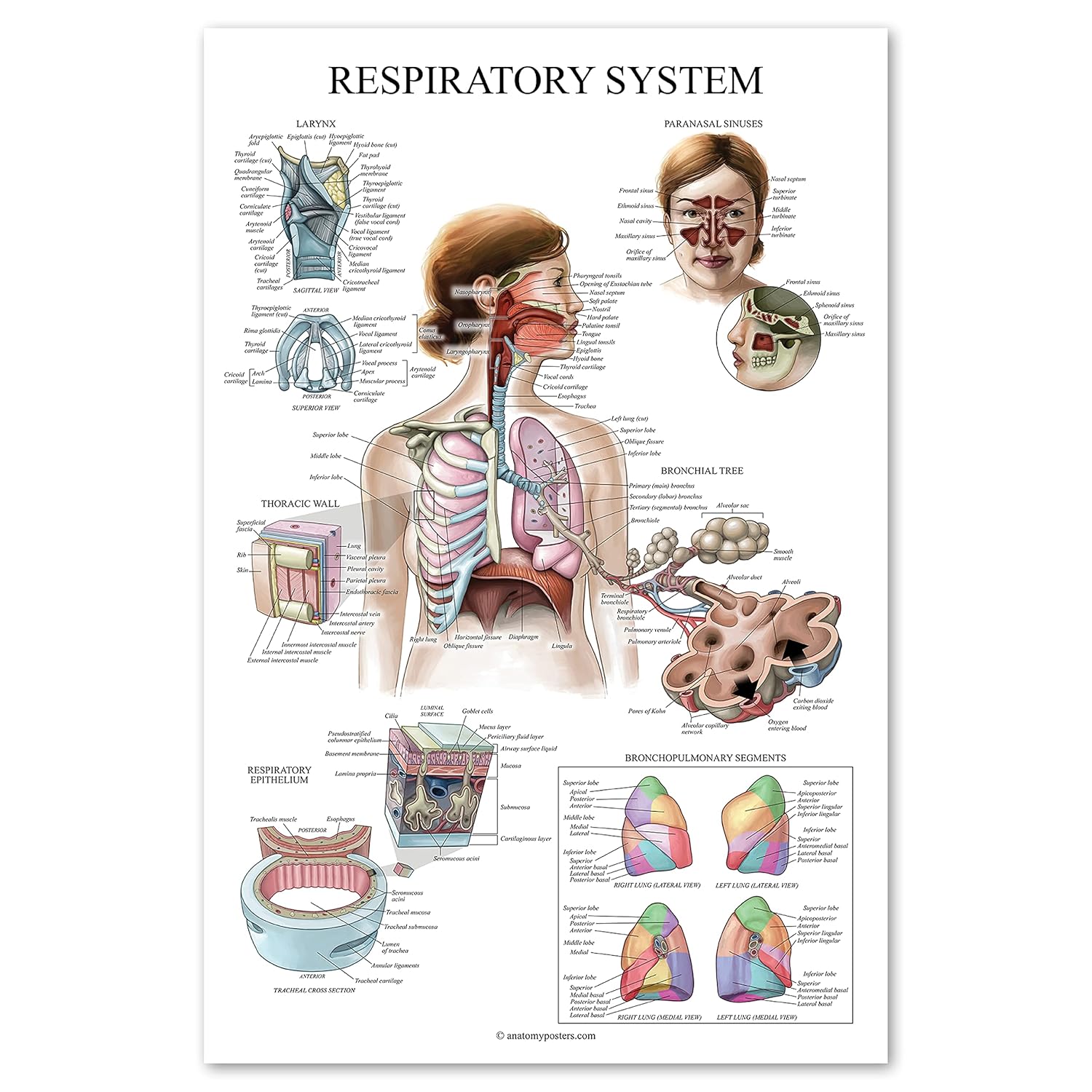 Laminated Respiratory System Anatomical Chart – Lung Anatomy Poster ...
