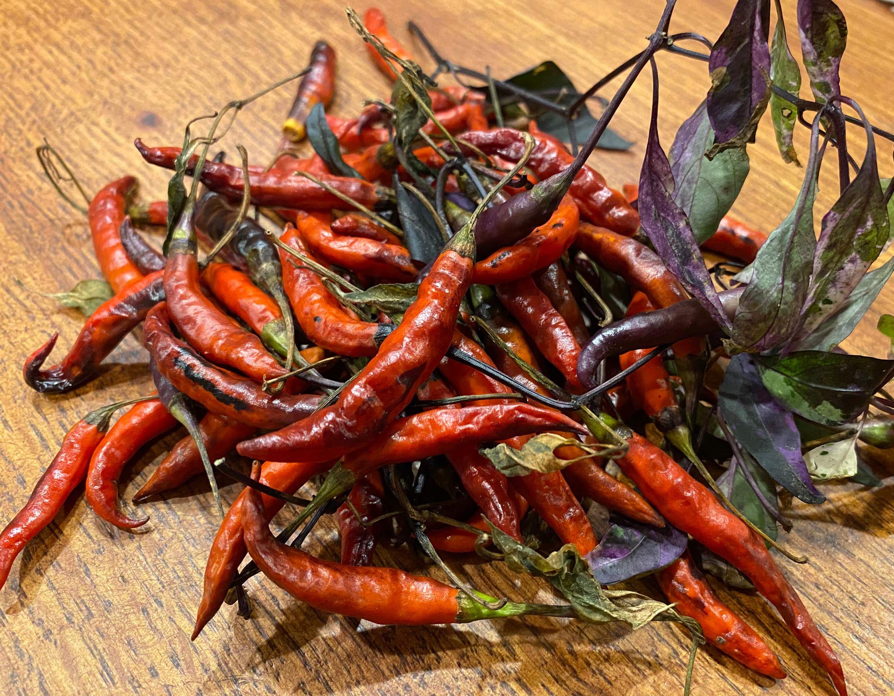 Amazon.com : Purple Chile De Arbol Tree Chili Birds Beak Pepper Premium ...