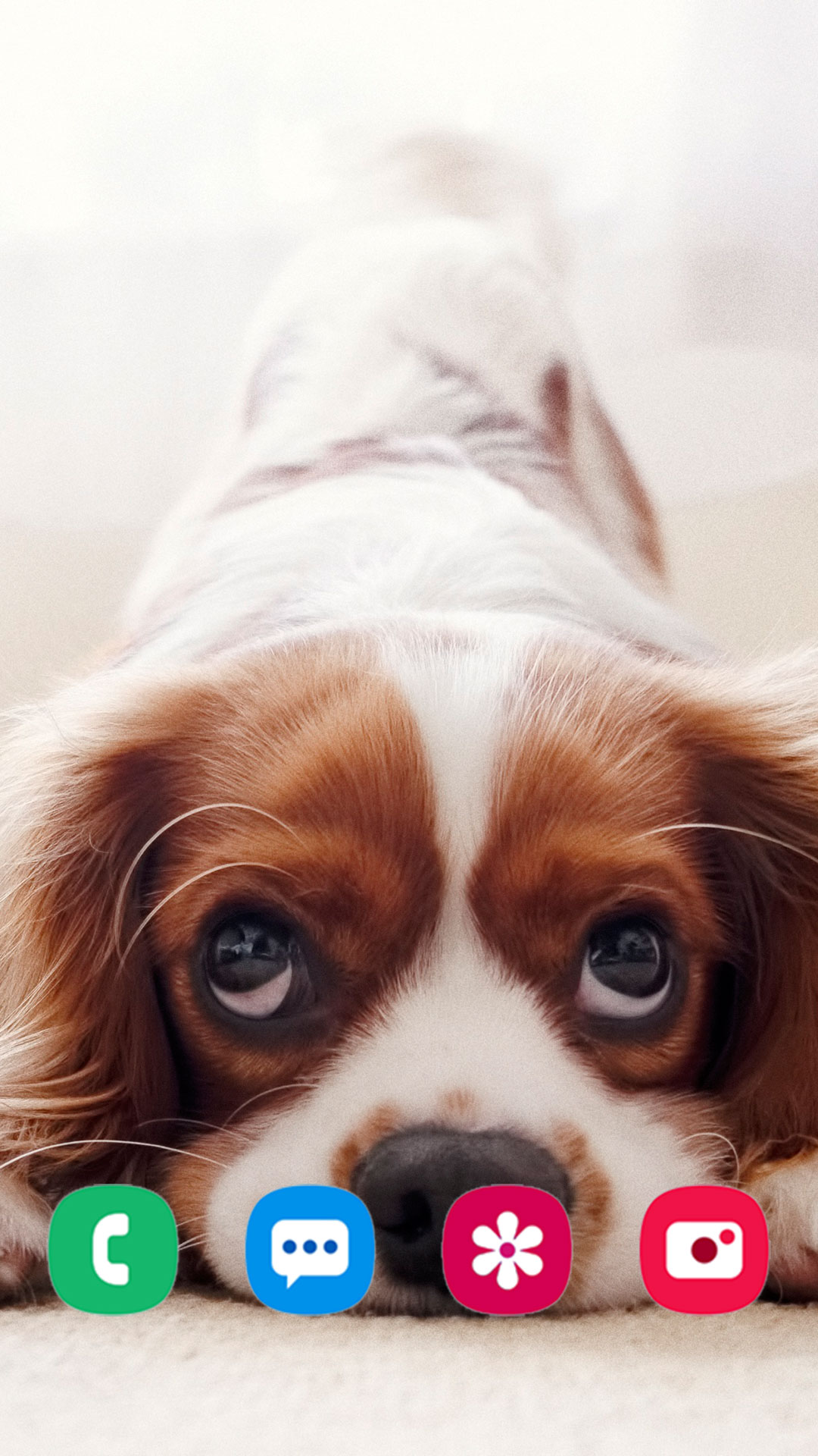 Dog Wallpapers - App on Amazon Appstore