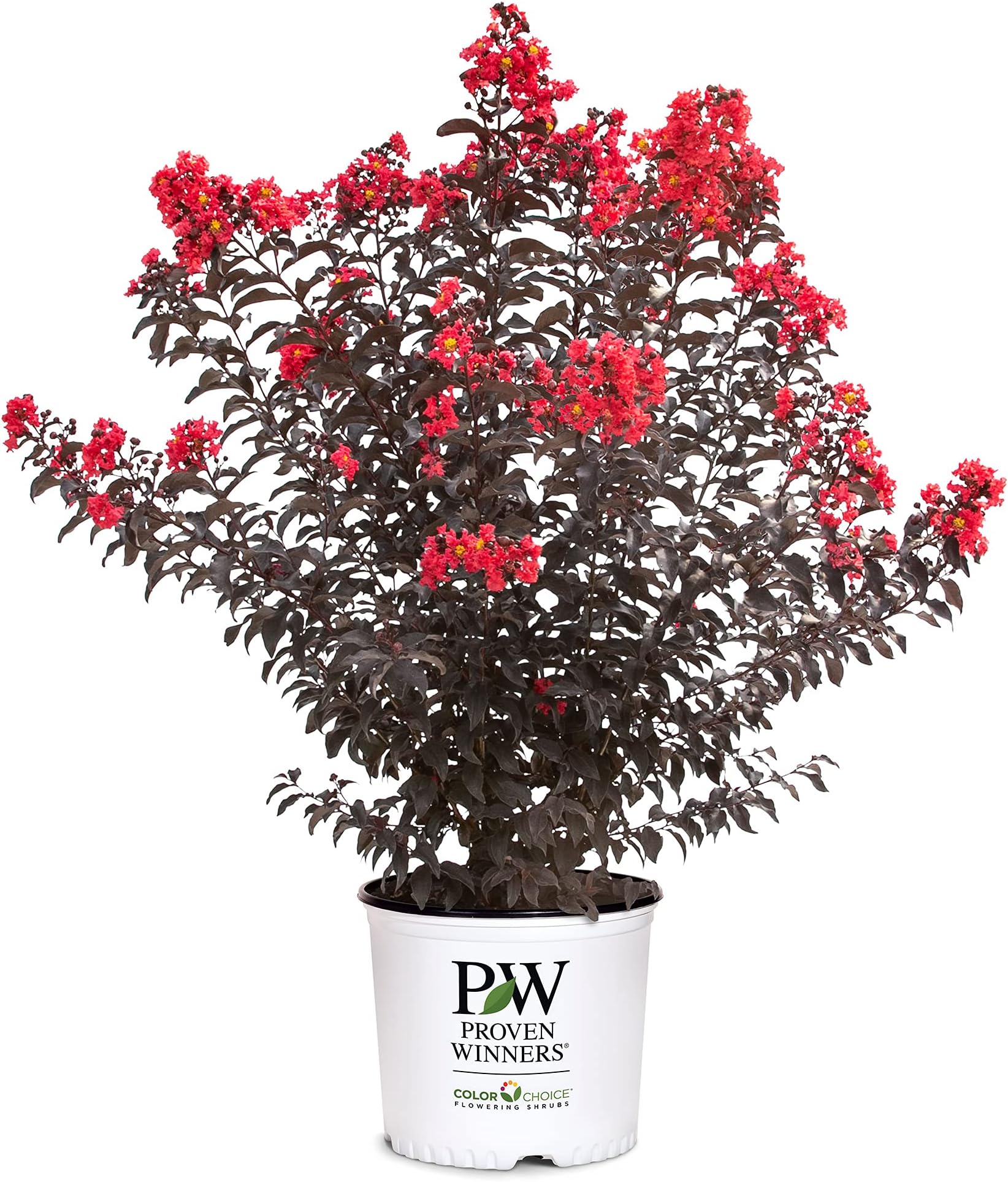 Amazon.com : 6 Pack - Red Flowering Crape Myrtle Trees - Lagerstroemia ...