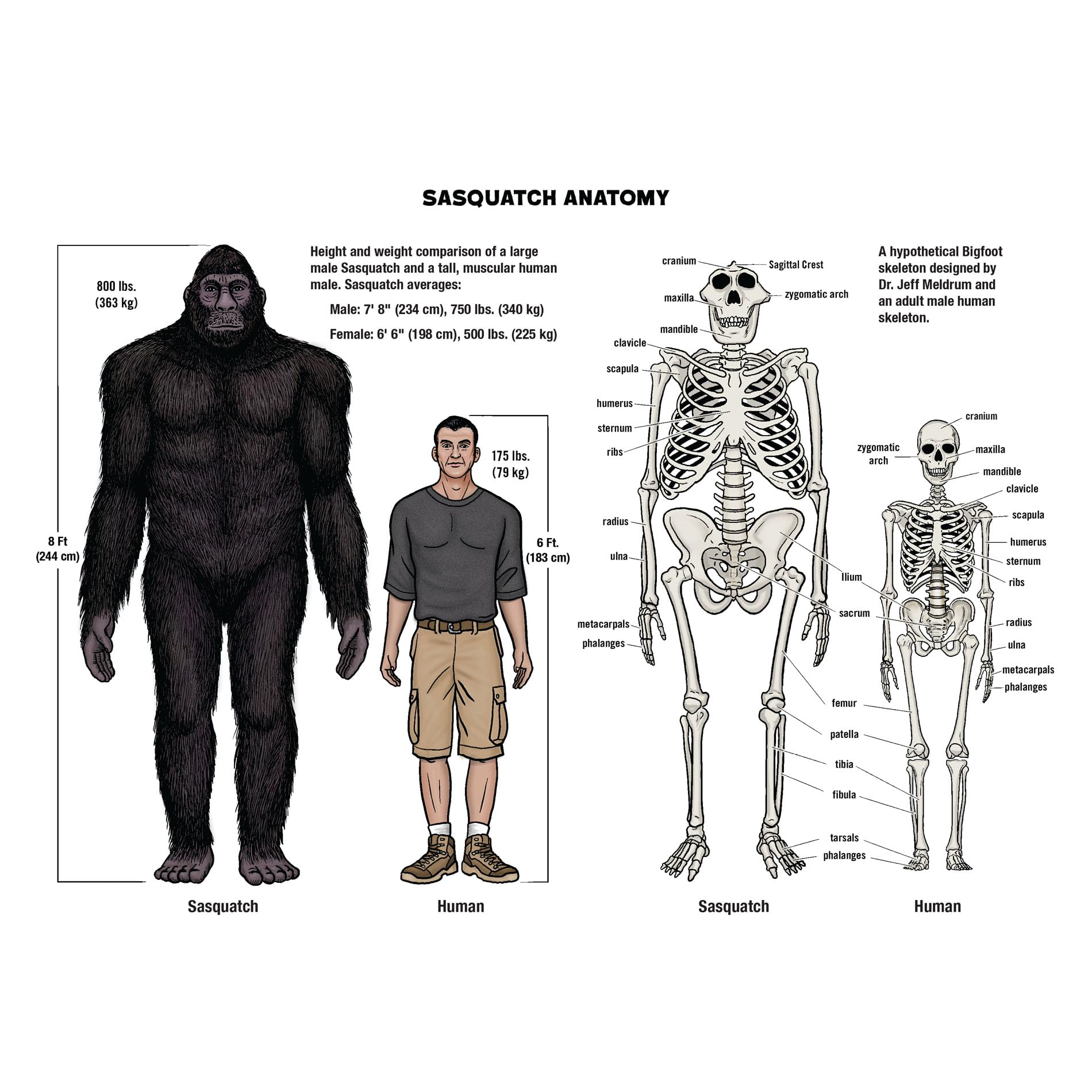Gigantopithecus Height What Is Gigantopithecus? Meet The 10 Foot Ape