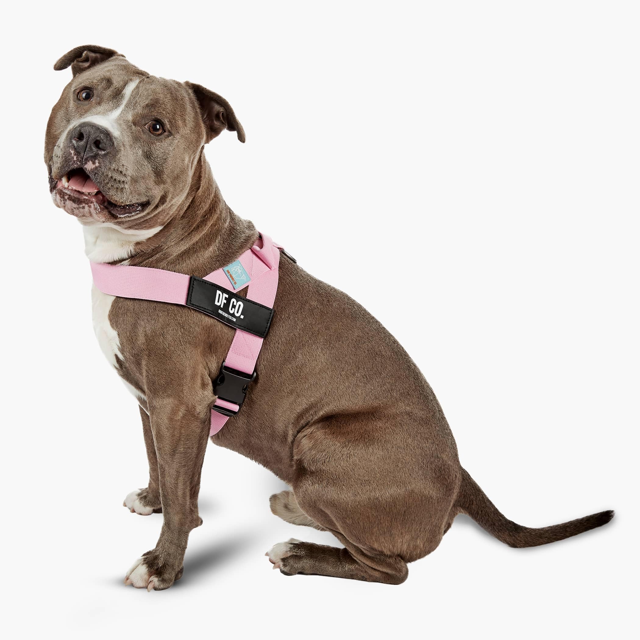 DF Co. Dog Harness | Chafe Resistant Webbing, Adjustable Neck & Chest ...