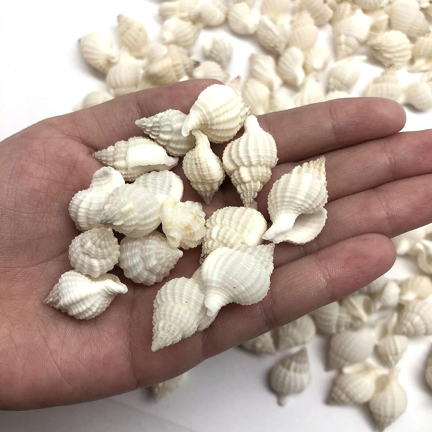 Amazon.com: PEPPERLONELY Nassarius Reticulata Sea Shells, 4 OZ Approx ...