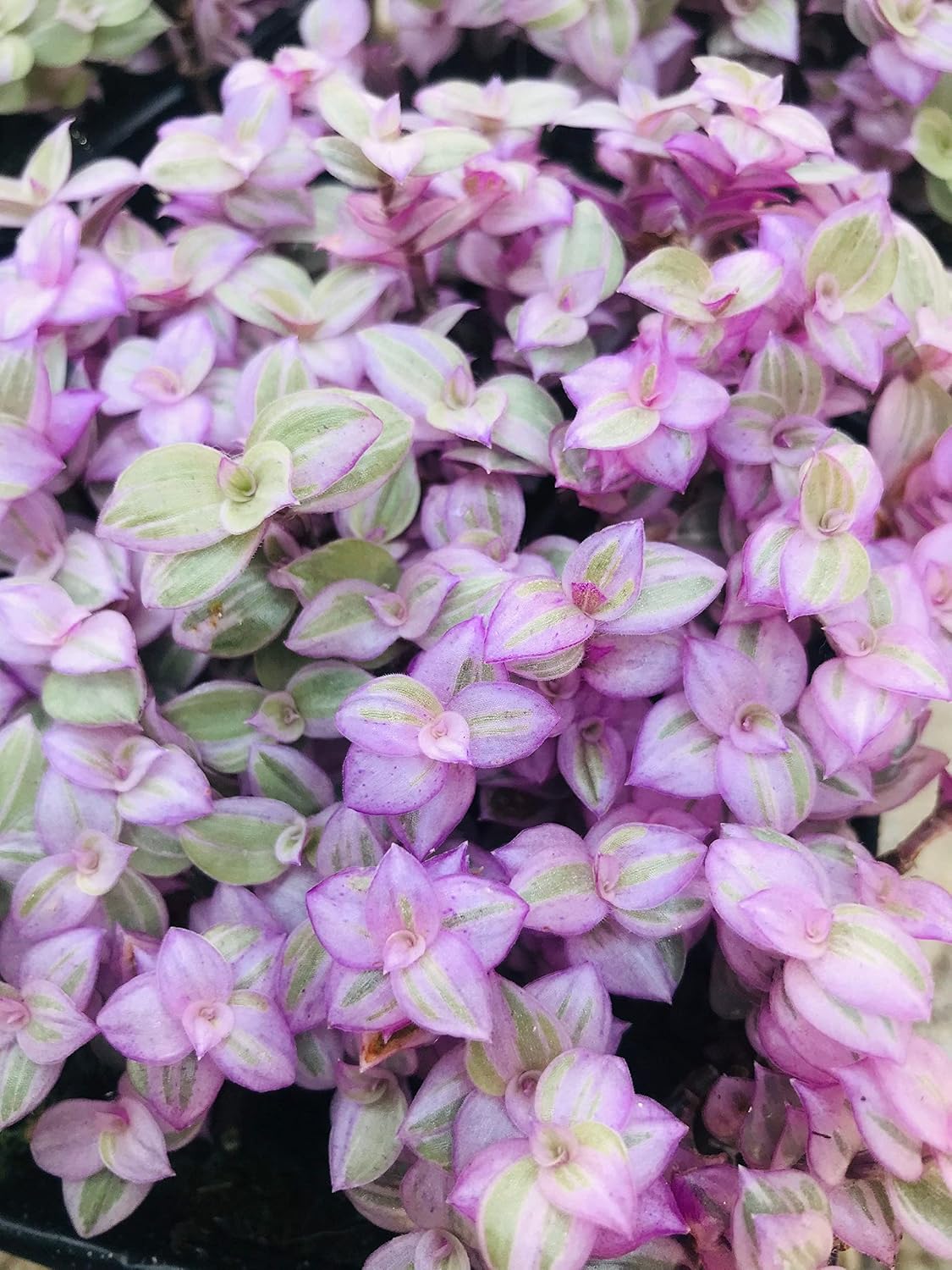 Amazon.com : Pink Bolivian Jewel Callisia Repens 2" Pot : Patio, Lawn ...