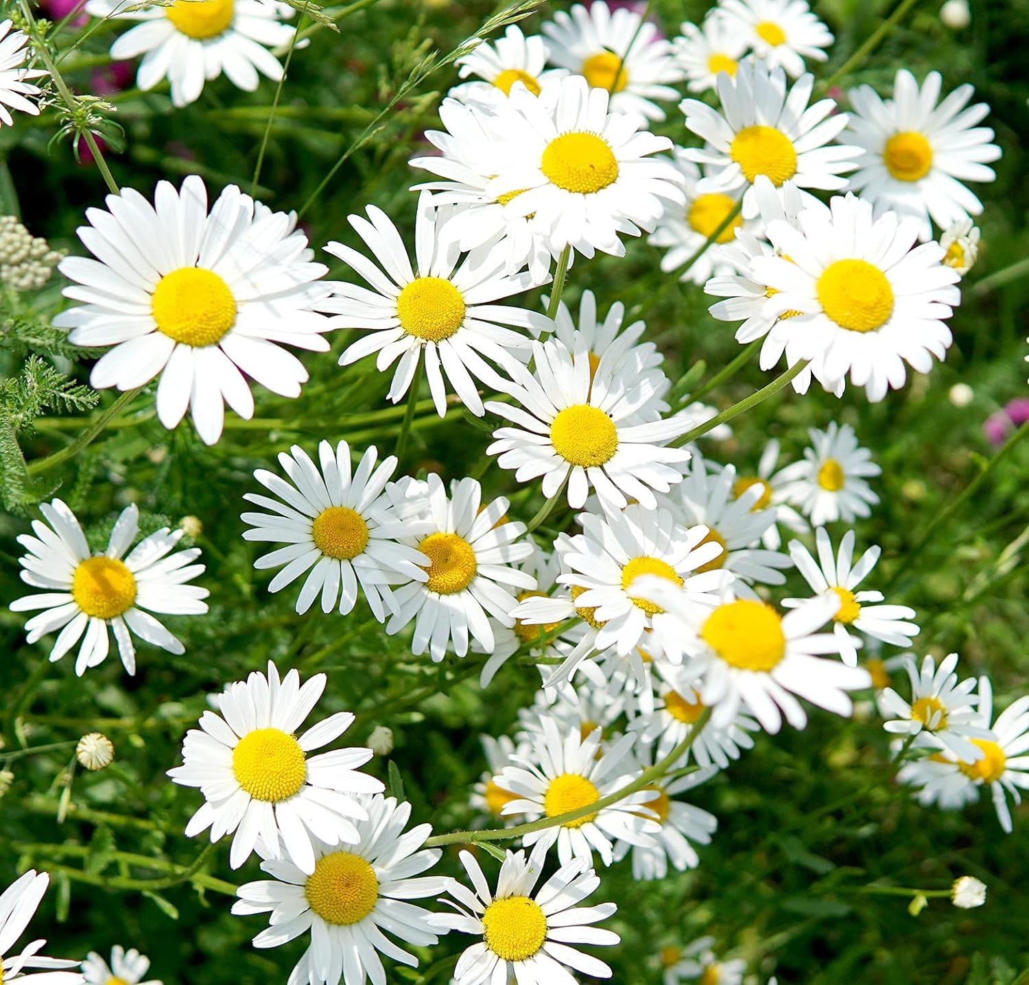 Amazon.com : Samen Schenker Daisy Seeds - 1000 Daisy Seeds for Planting ...
