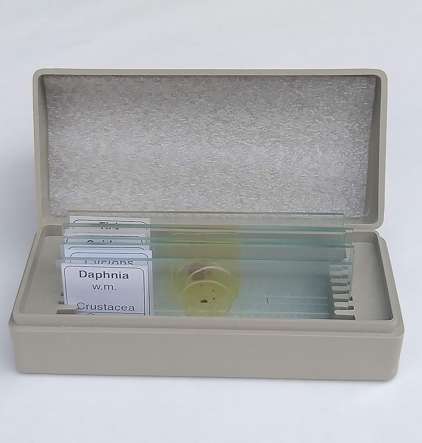 AIM Insects Whole Mount Prepared Slide - B (set of 6) : Amazon.in ...