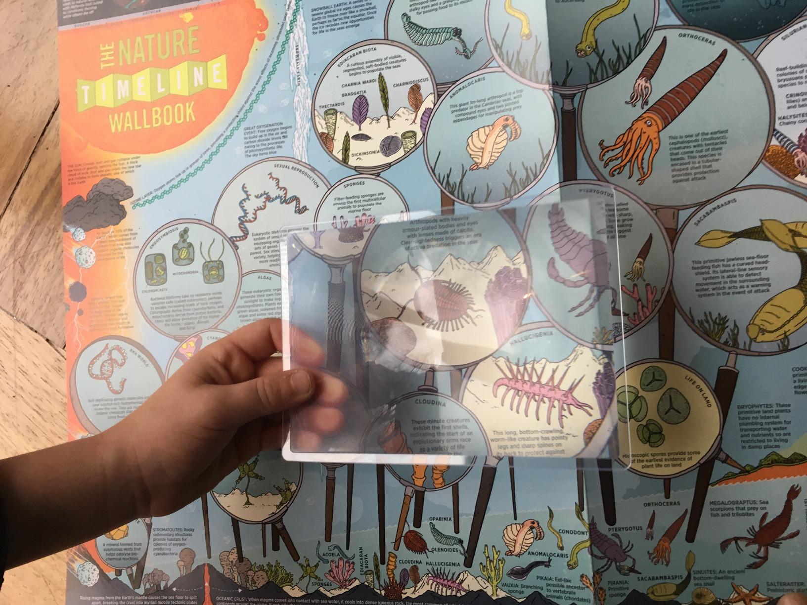 The Nature Timeline Wallbook: Unfold the Story of Nature―from the Dawn ...