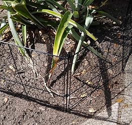Amazon.com : GOLETIO Wire Plant Protectors (Set of 4) - Chicken Wire ...