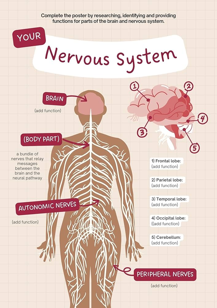 Nervous System And Your Body Functions Nervous System