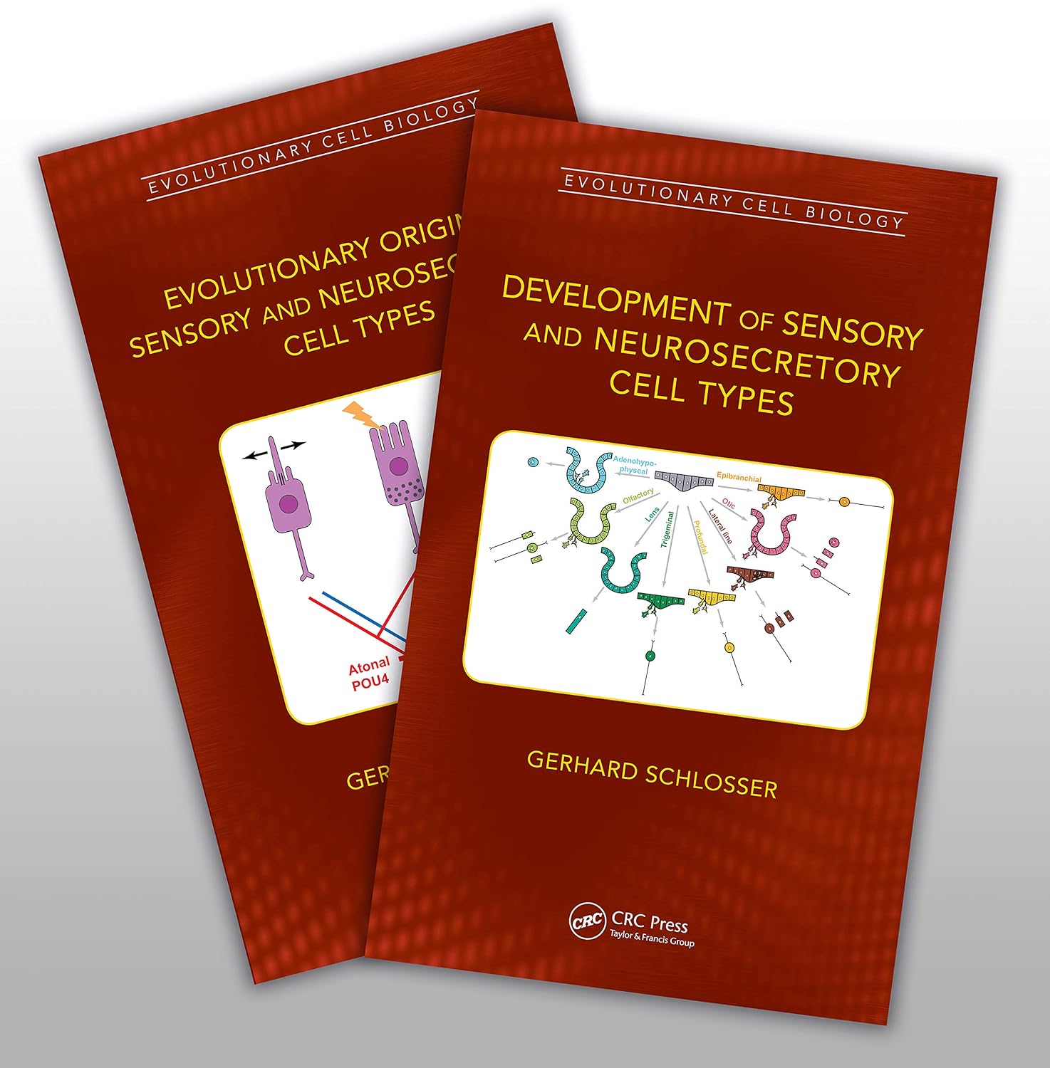Vertebrate Cranial Placodes (Evolutionary Cell Biology): Schlosser ...