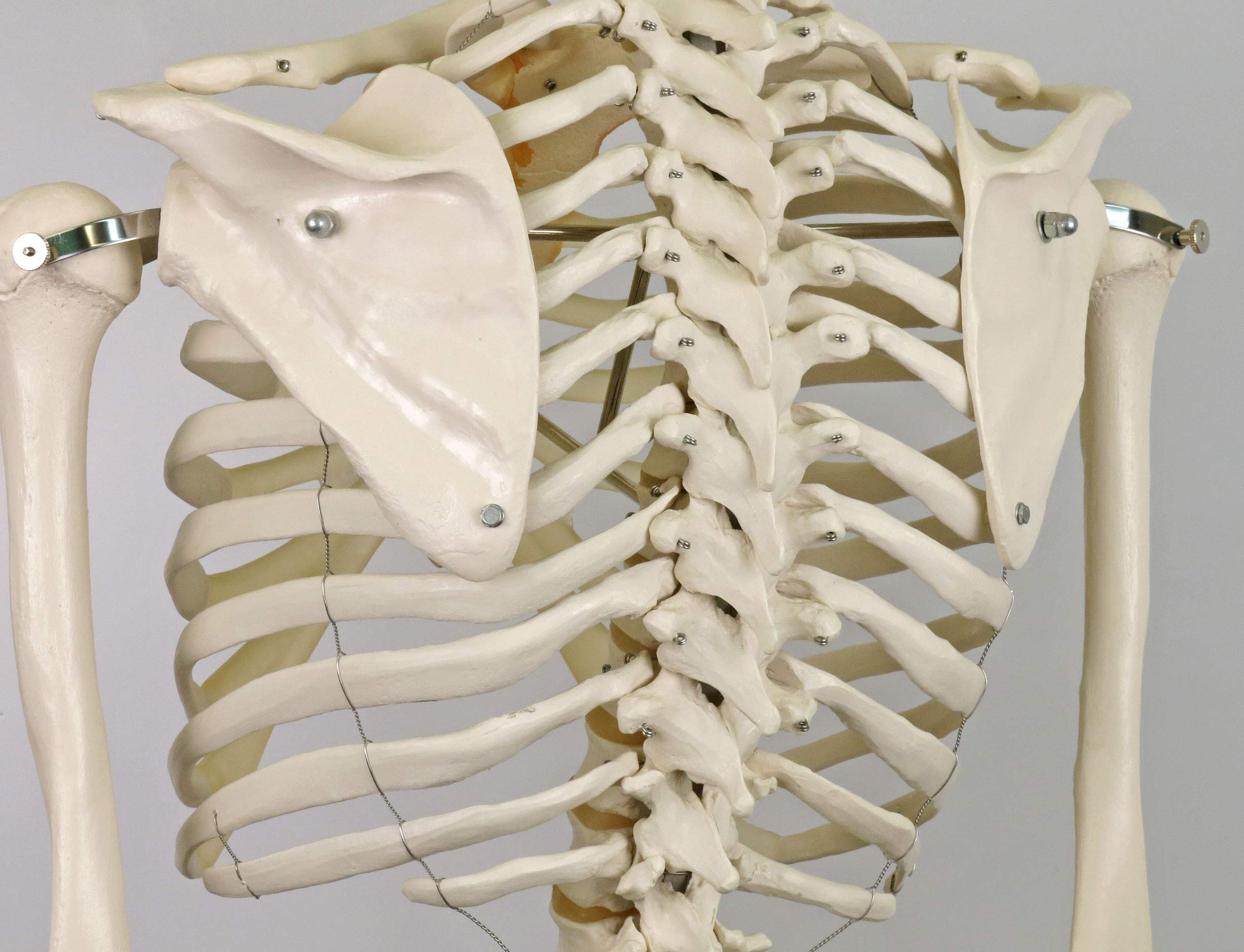 3B Scientific Human Anatomy - A10 Skeleton Model, Classic + free ...