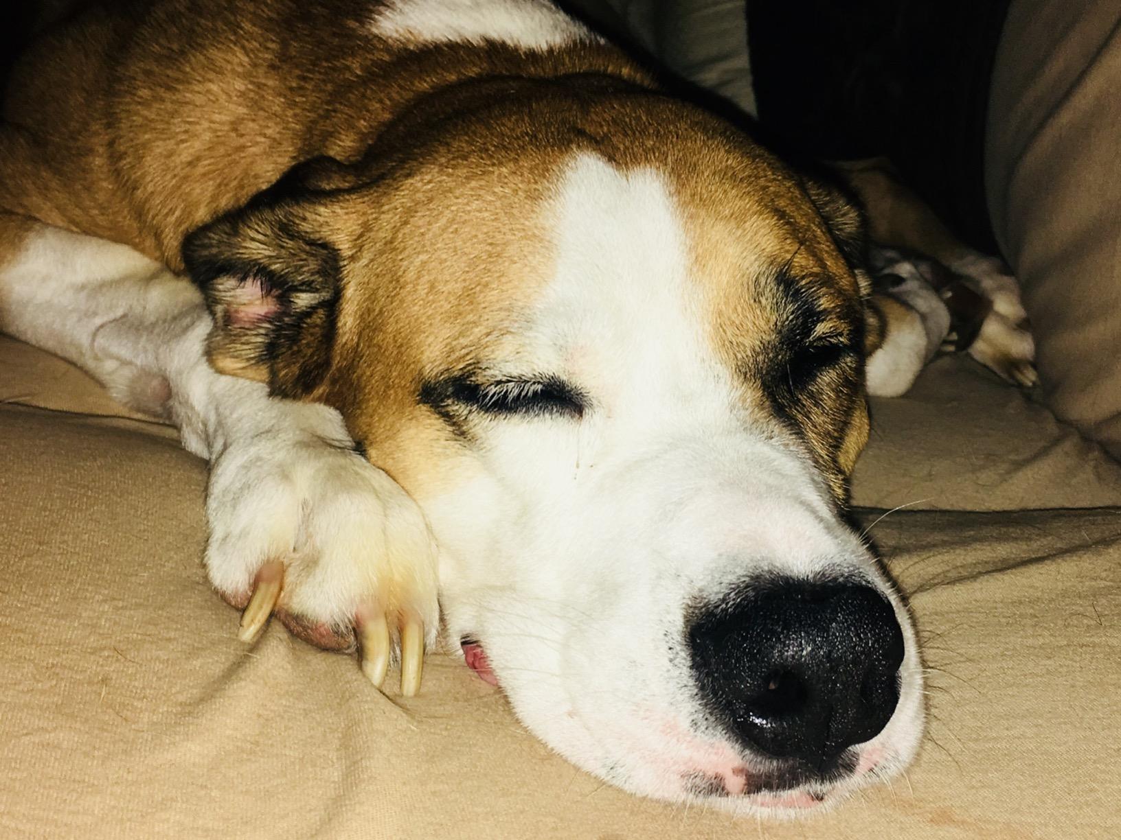 Amazon.com: Bark & Boop Dog Nail Grinder - Powerful Quiet Safe & Painless Trimming Shaping ...