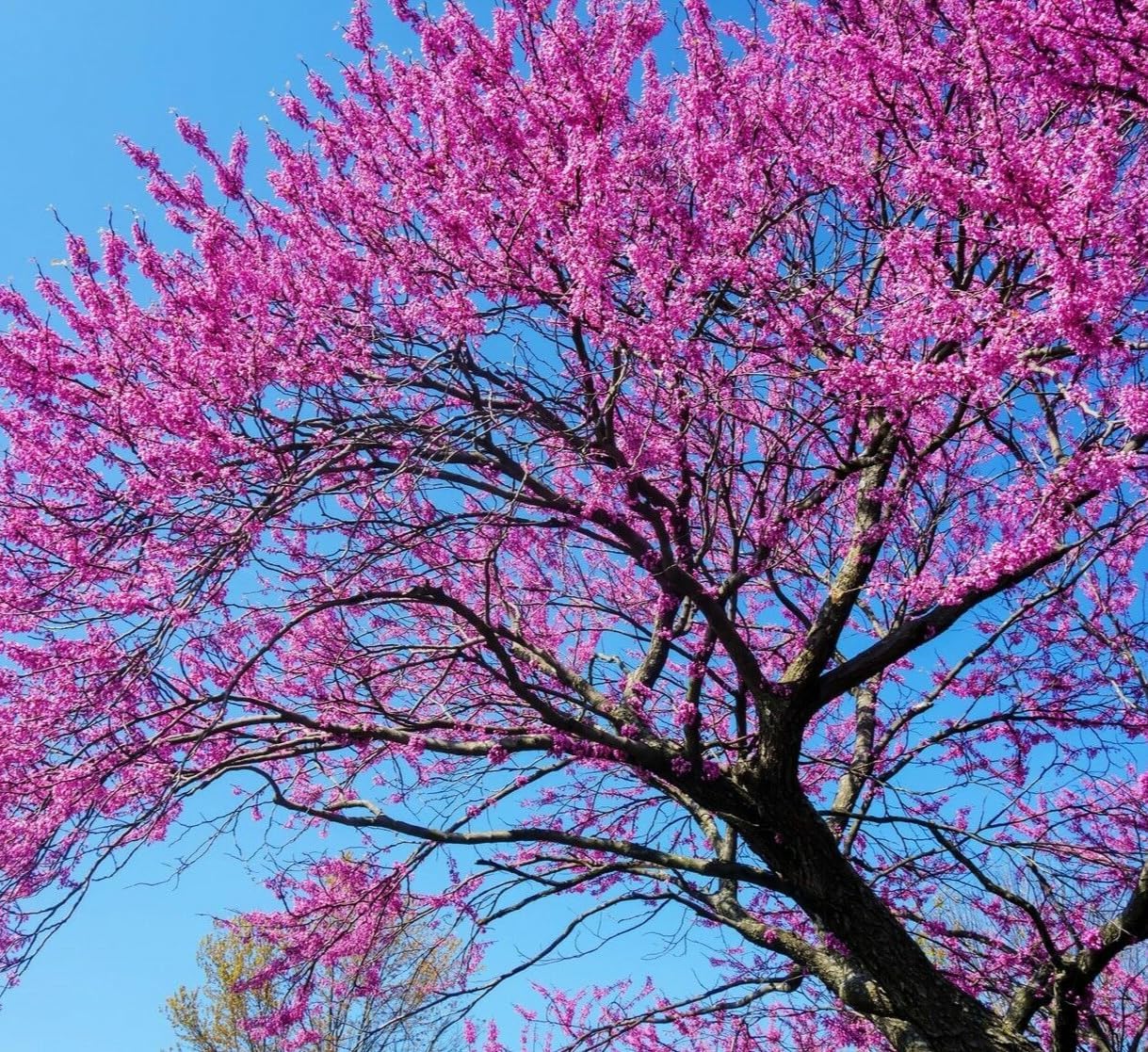 Amazon.com : 5 Eastern Redbud Trees - 8-12" Tall Seedlings - Ornamental ...