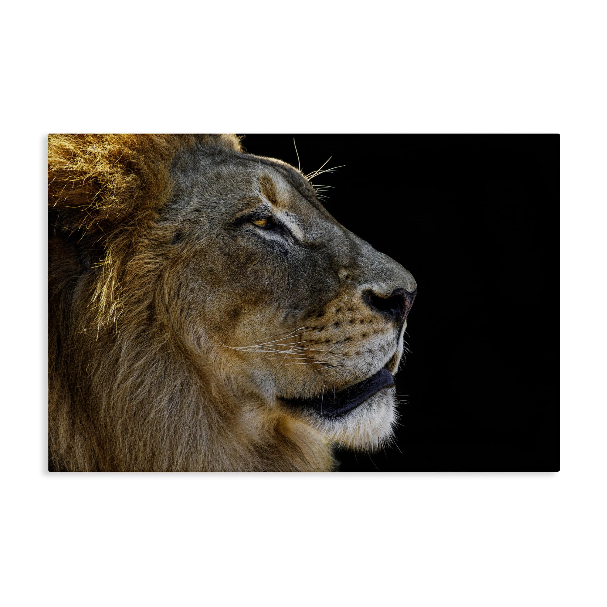 Vicious Lion Majestic African Lion Roaring | Mapogo Brothers #2