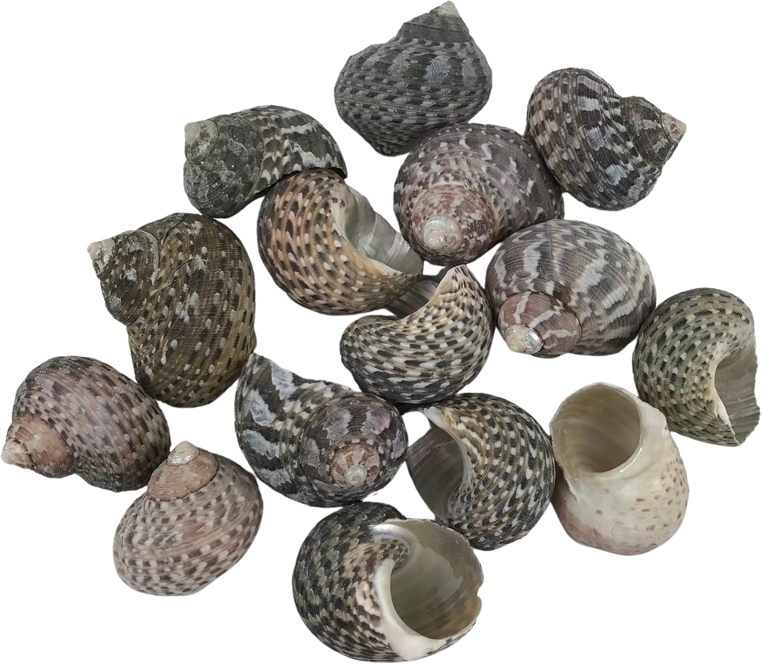 Amazon.com: MMvolesy Green 15Pc Turbo Stripe Sea Shell, Hermit Crab Sea ...