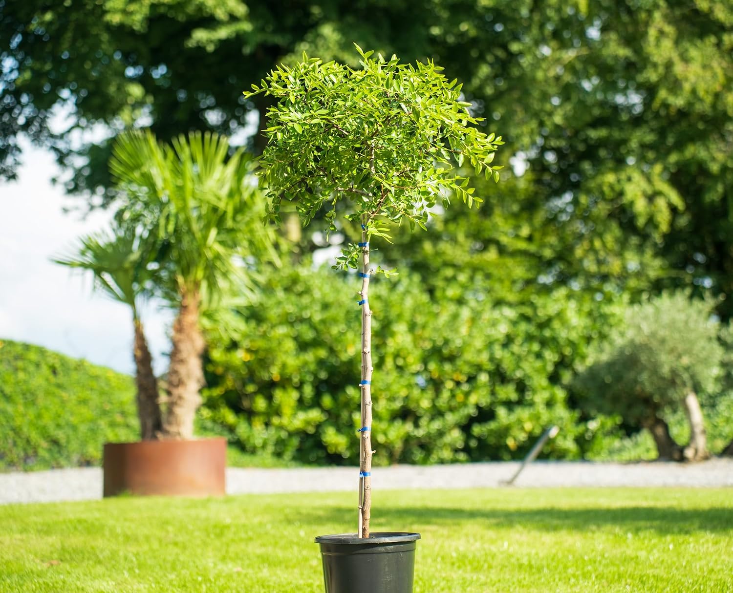 gruenwaren jakubik chin. chin. Dattel 140-150 cm Dattelbaum 4-5 cm ...