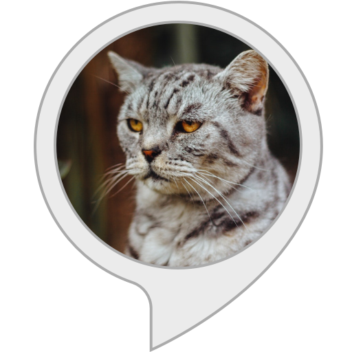 Amazon.ca: Custom API - Cat Facts : Alexa Skills