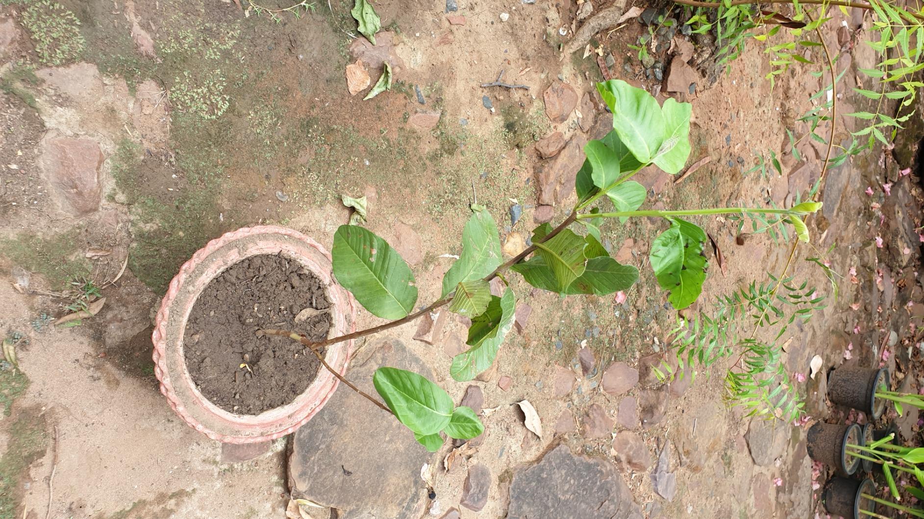 Creative Farmer Live Plant Graviola Annona Muricata Dwarf Rare Plant ...