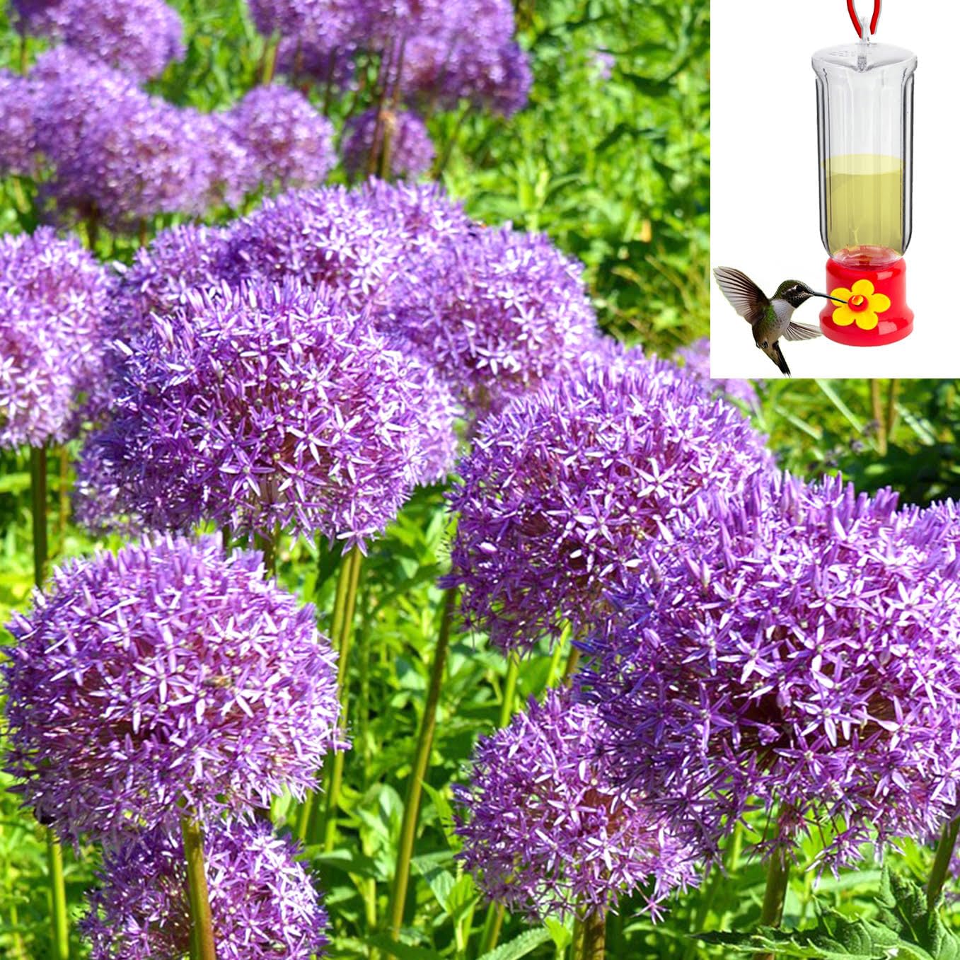 Tall Purple Perennials Garden Flowers