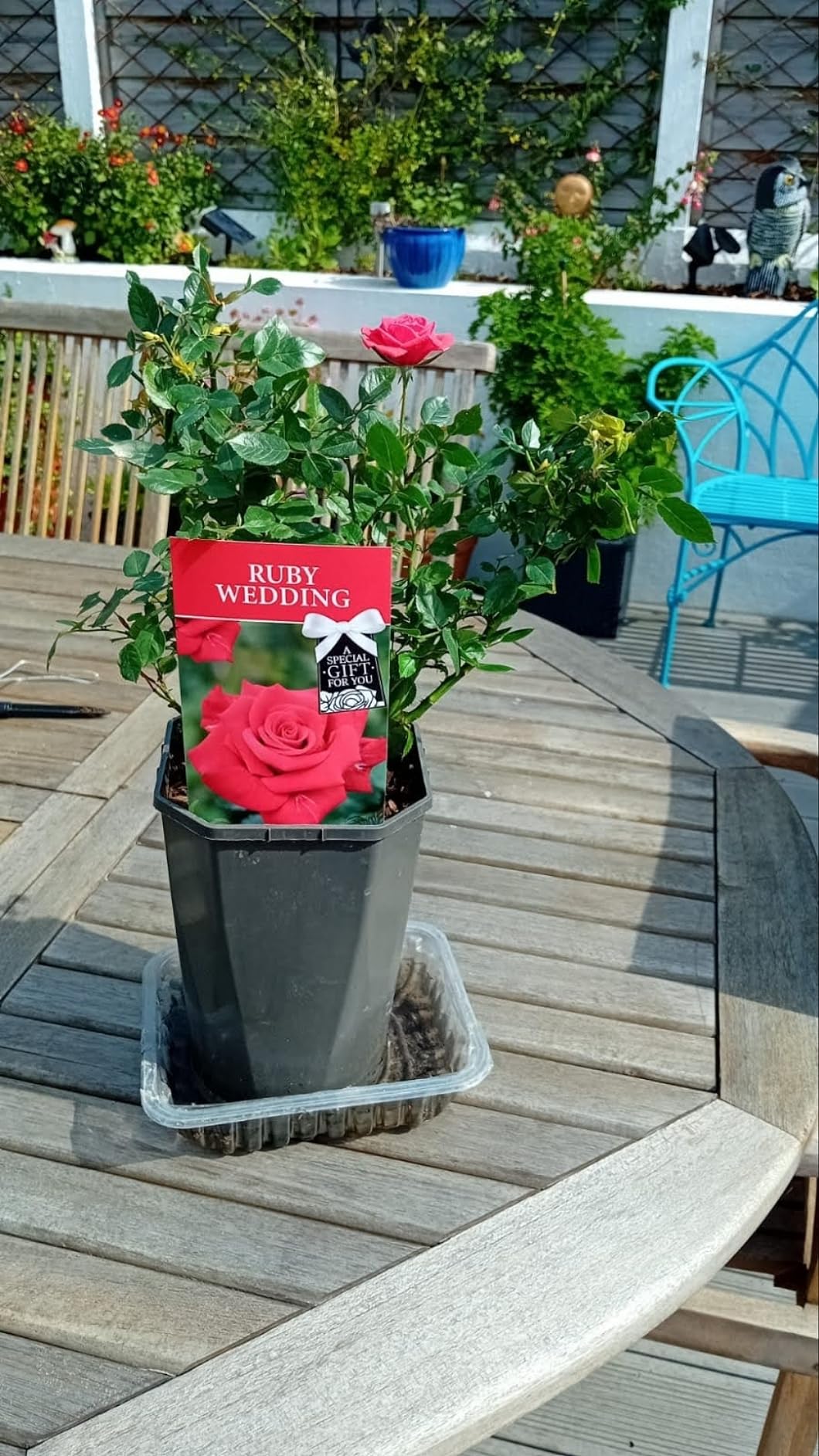 Ruby Wedding Rose - 40th Wedding Anniversary - Help Celebrate a Special ...