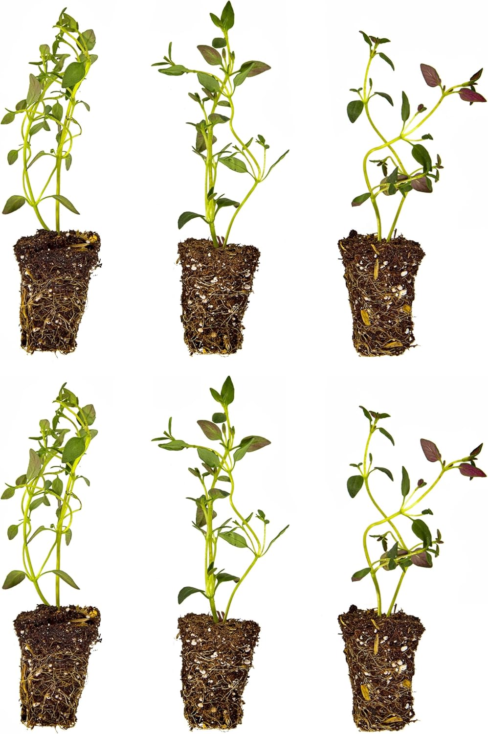 Amazon.com : Bonnie Plants Thyme Plugs, Live Plants, Ideal for ...