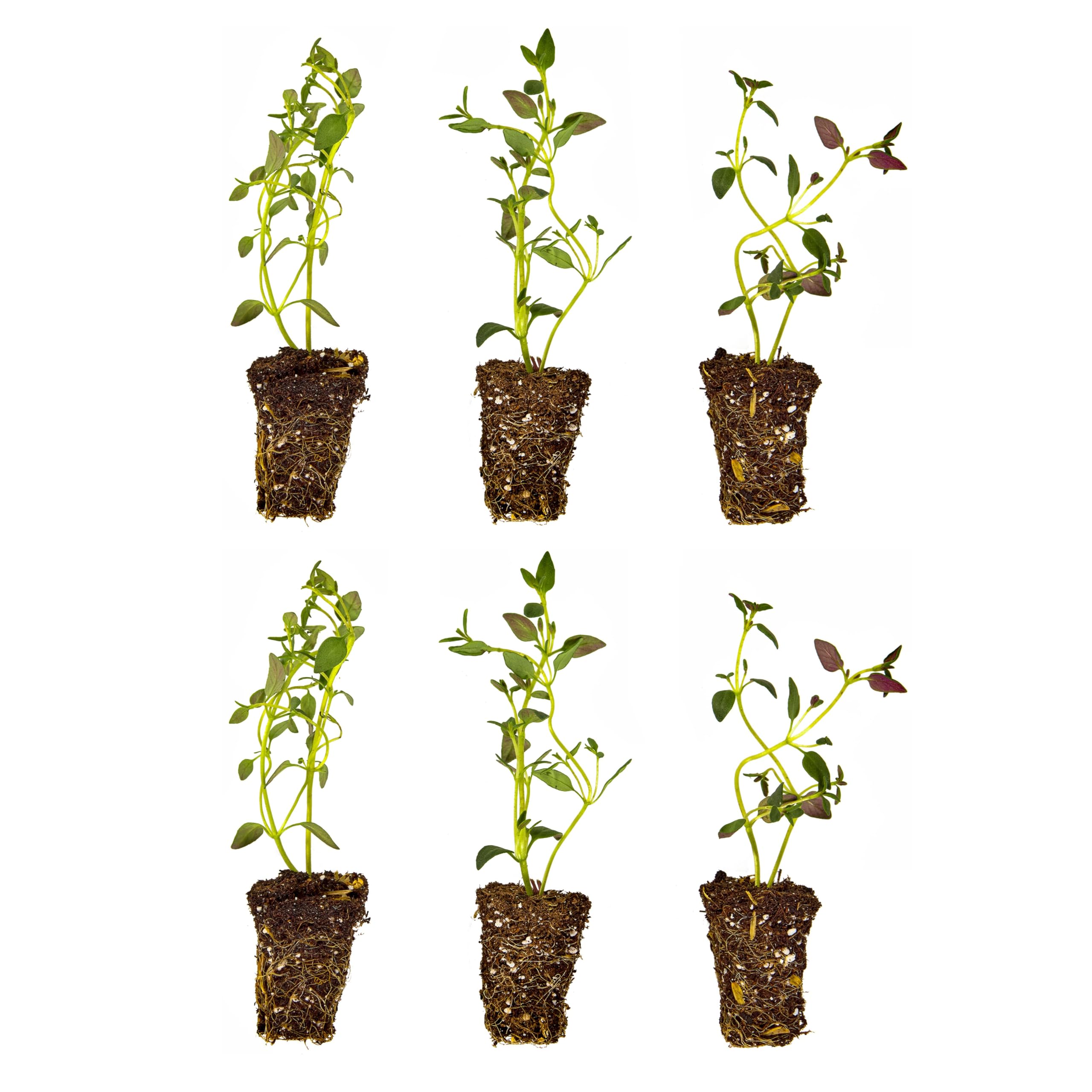 5 Best Creeping Thyme Plants | Skip the Sod: Thyme Wins