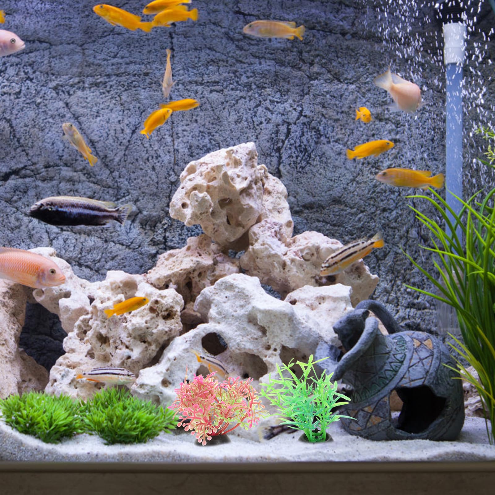 Household Aquarium Small Tropical Plants