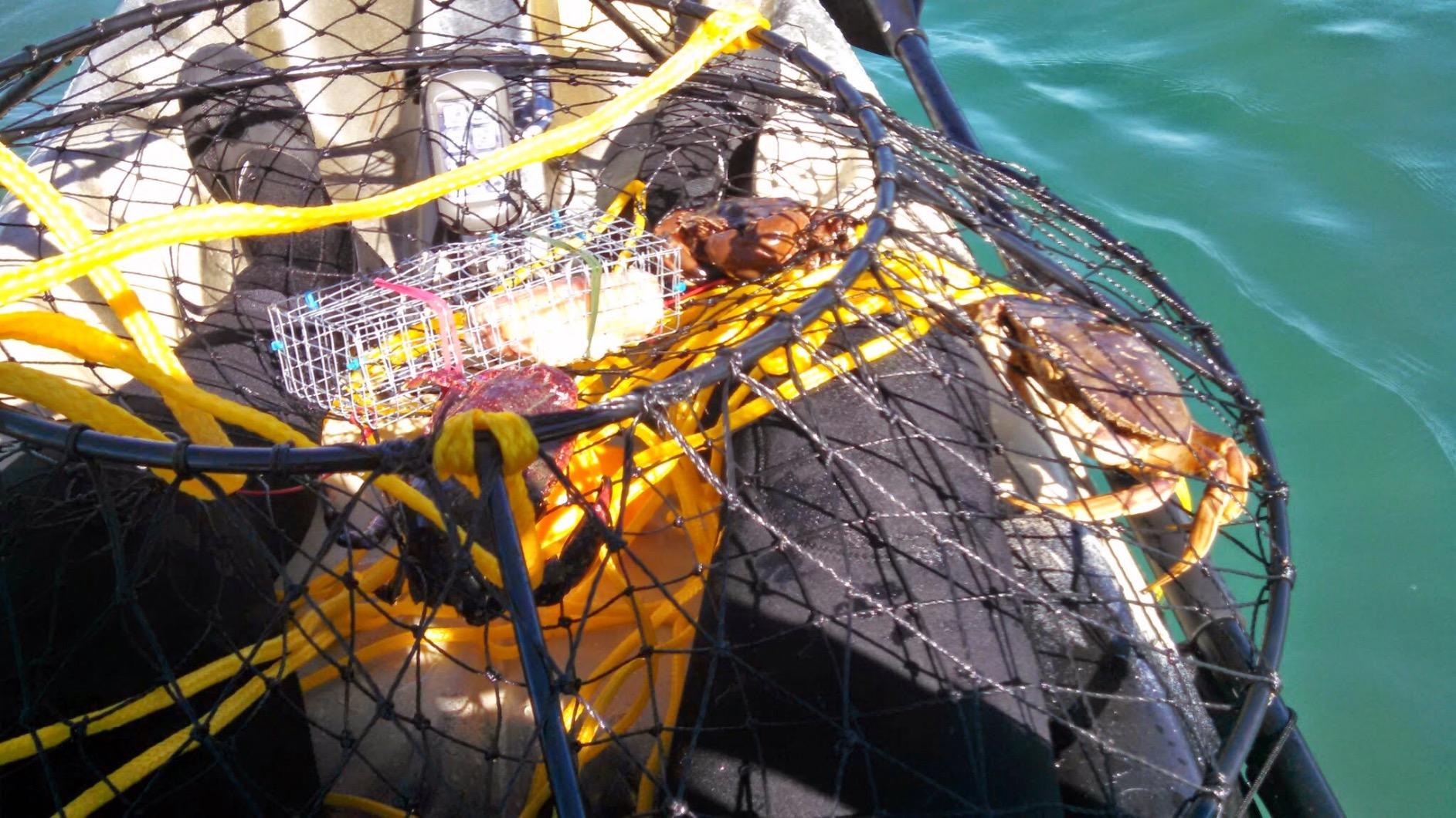 Amazon.com : Danielson 34in Conical Crab Trap and Harness : Fishing ...